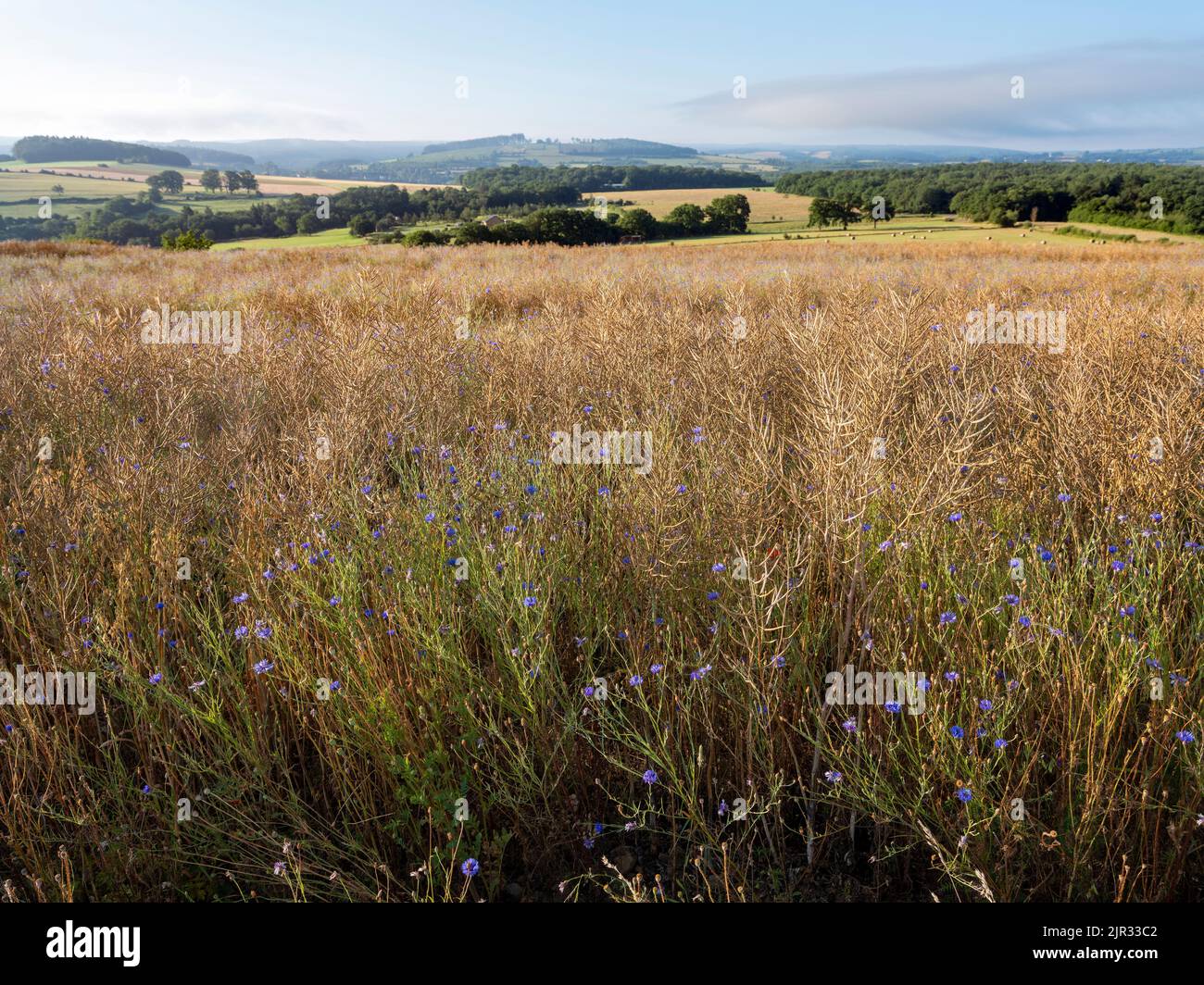 landscape with corn field and flowers in belgian ardennes near han sur ...