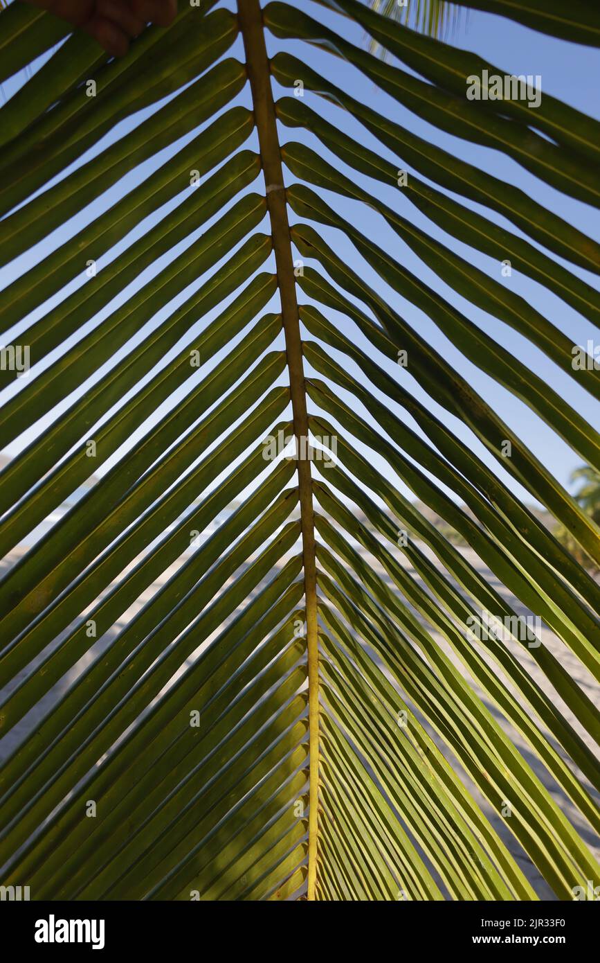 Linear leaves hi-res stock photography and images - Alamy