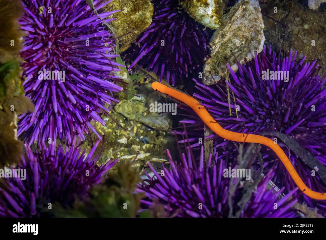 Primitive Ribbon Worm, Tubulanus polymorphus, with Purple Sea Urchins ...