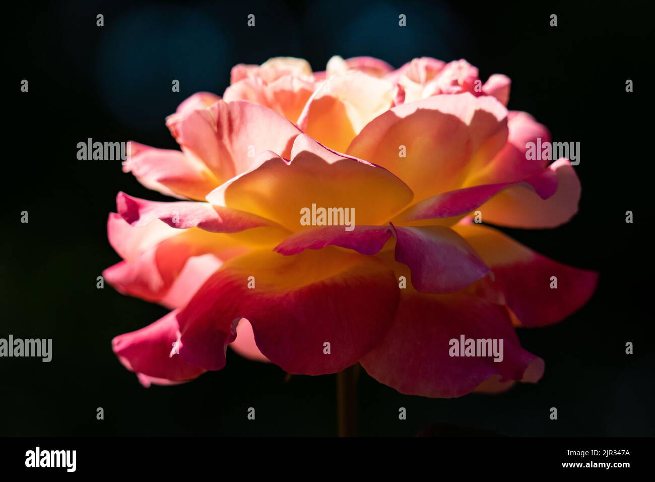 A closeup shot of bright colored a Garden rose isolated on black ...
