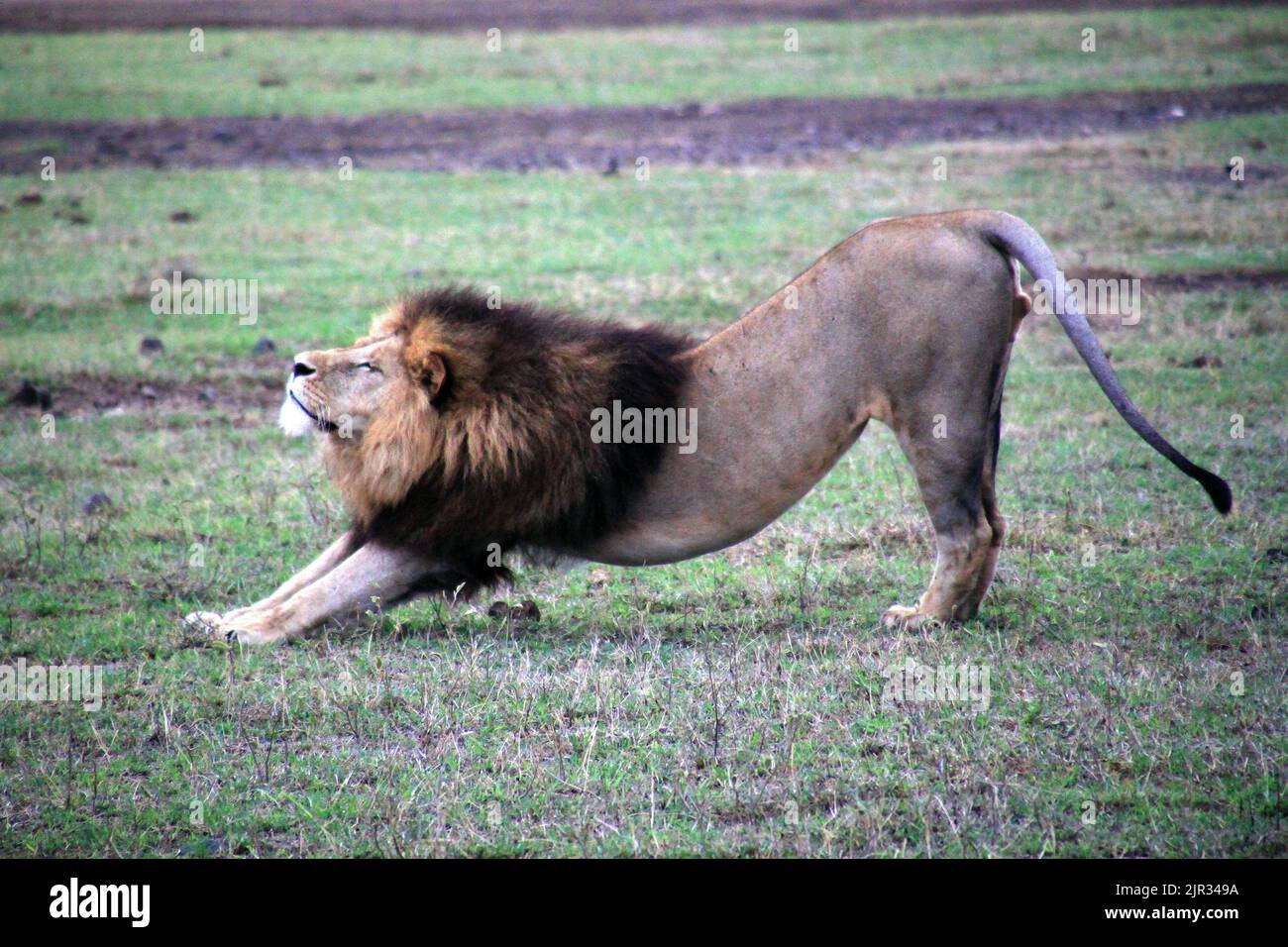 A lion stretching in savannah in Tanzania, Africa Stock Photo - Alamy
