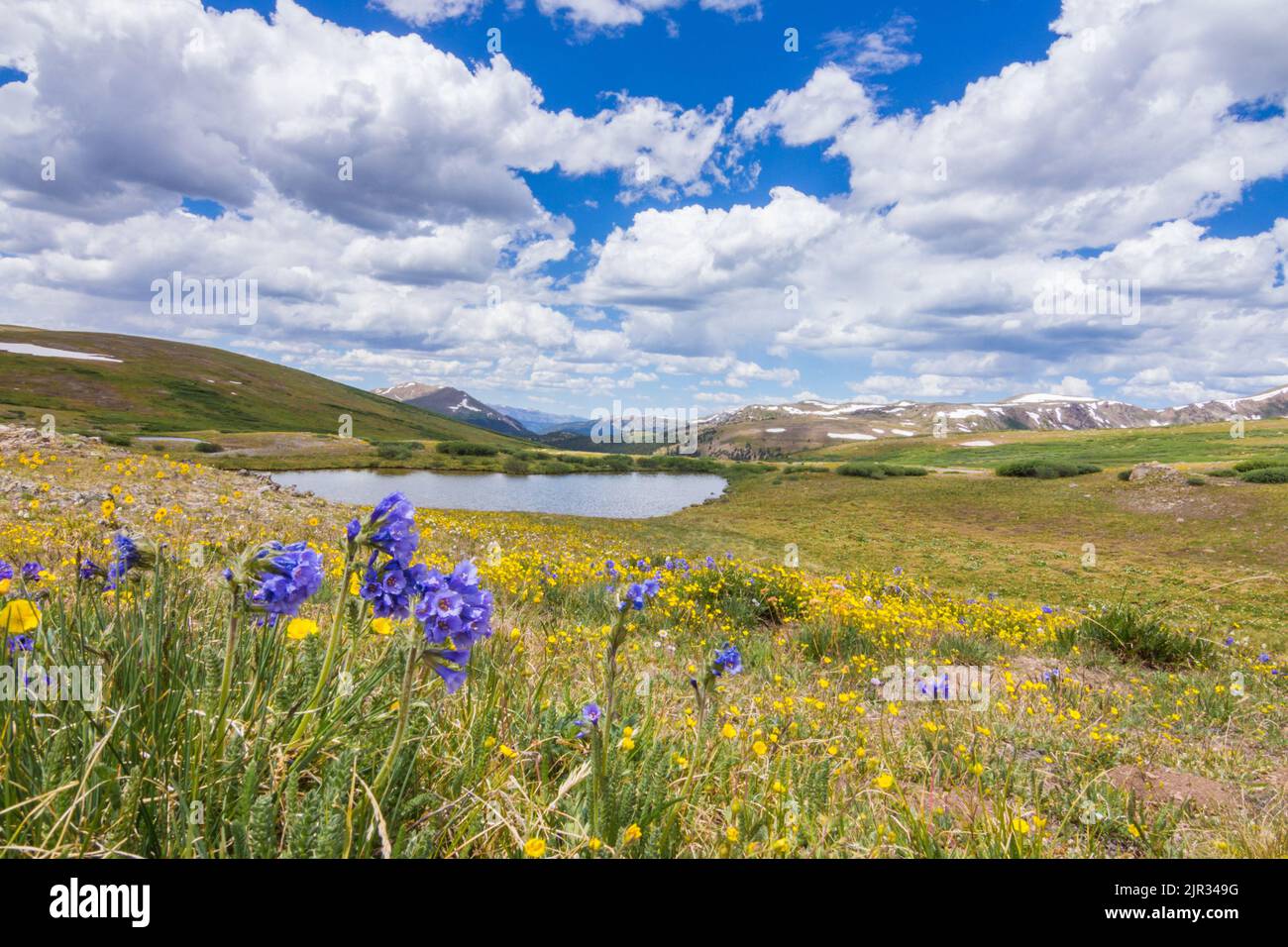 A field of bright wildflowers stands against the elements above ...
