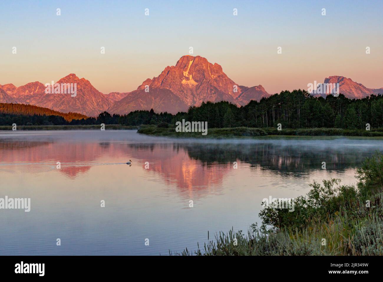 Oxbow Bend of the Snake River reflects the early morning alpenglow of ...