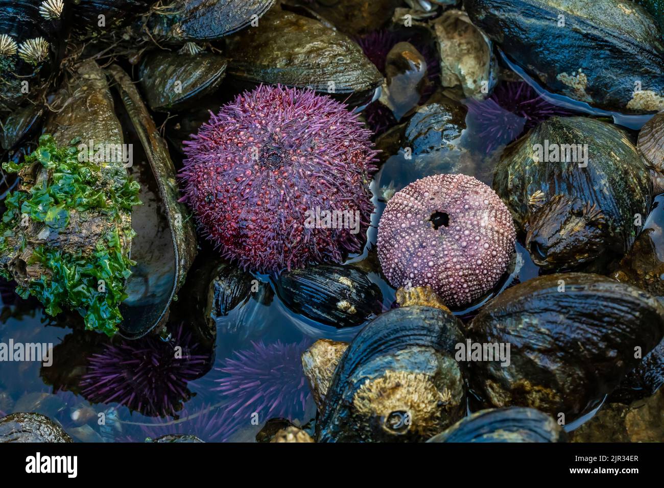 Dead (and dying) Purple Sea Urchin test (shell) at Tongue Point in Salt ...