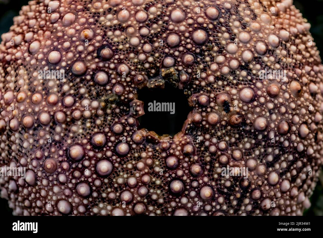 Sea urchin test (shell) at Tongue Point in Salt Creek Recreation Area ...