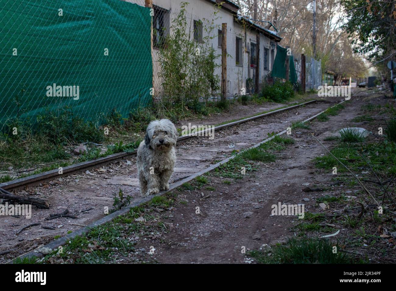 A Tibetan Terrier dog walking on an old abandoned railroad track Stock ...
