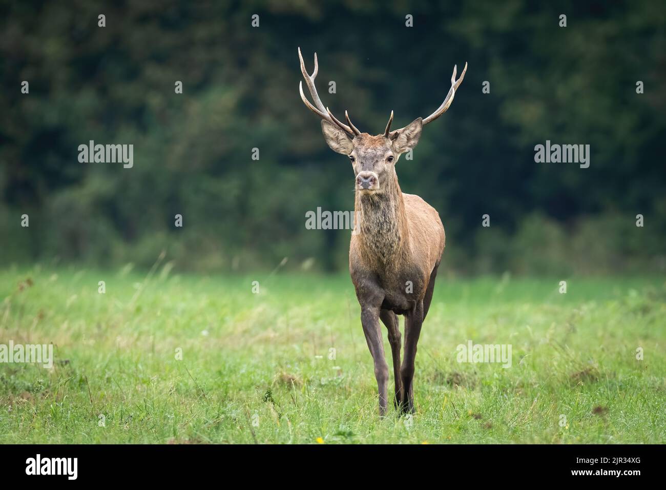 Red deer stag walking on a meadow with green grass in autumn from front ...