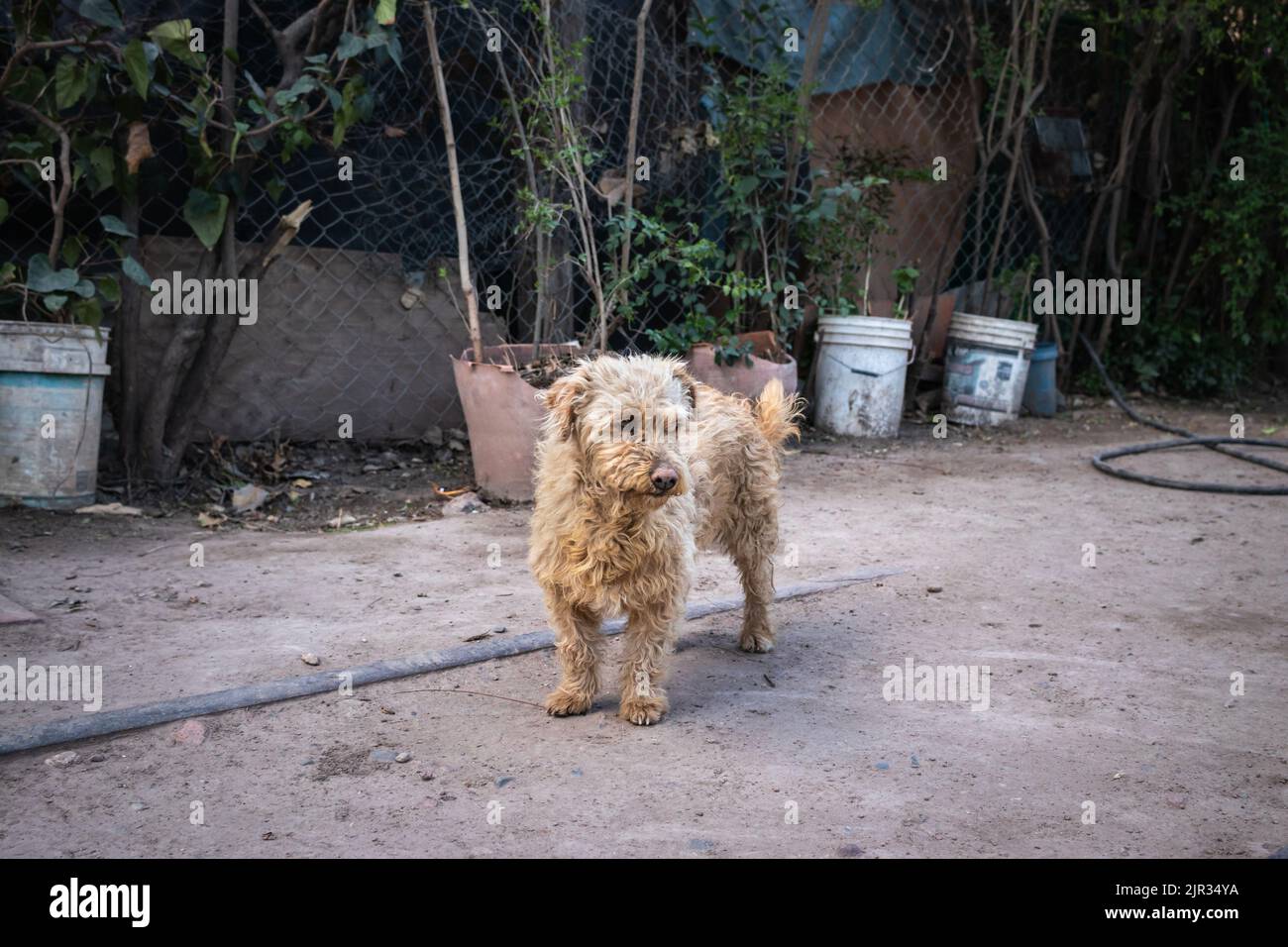 Are Dutch Smoushonds Intelligent Dogs