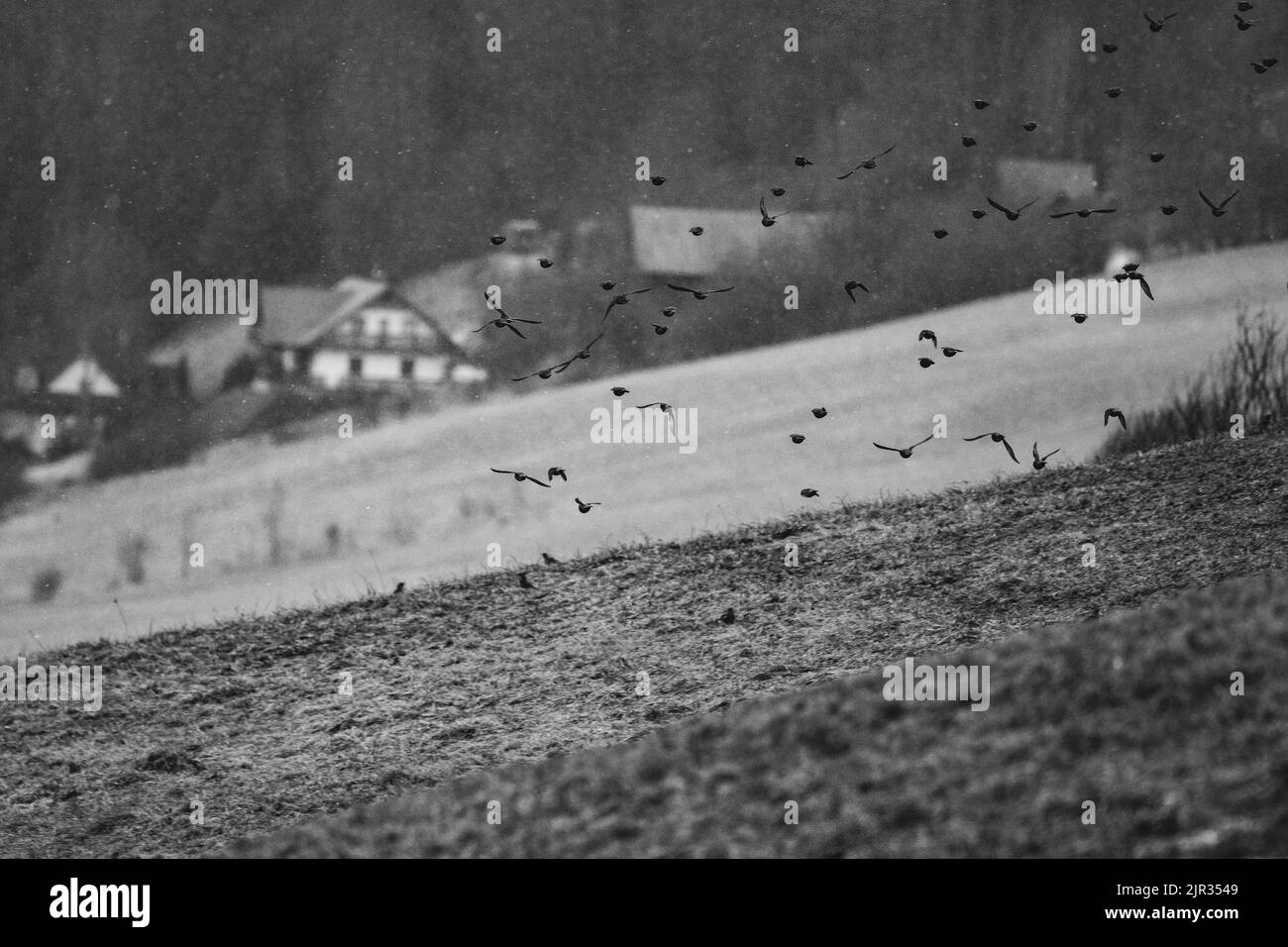 A grayscale shot of a flock of birds flying above the field Stock Photo ...