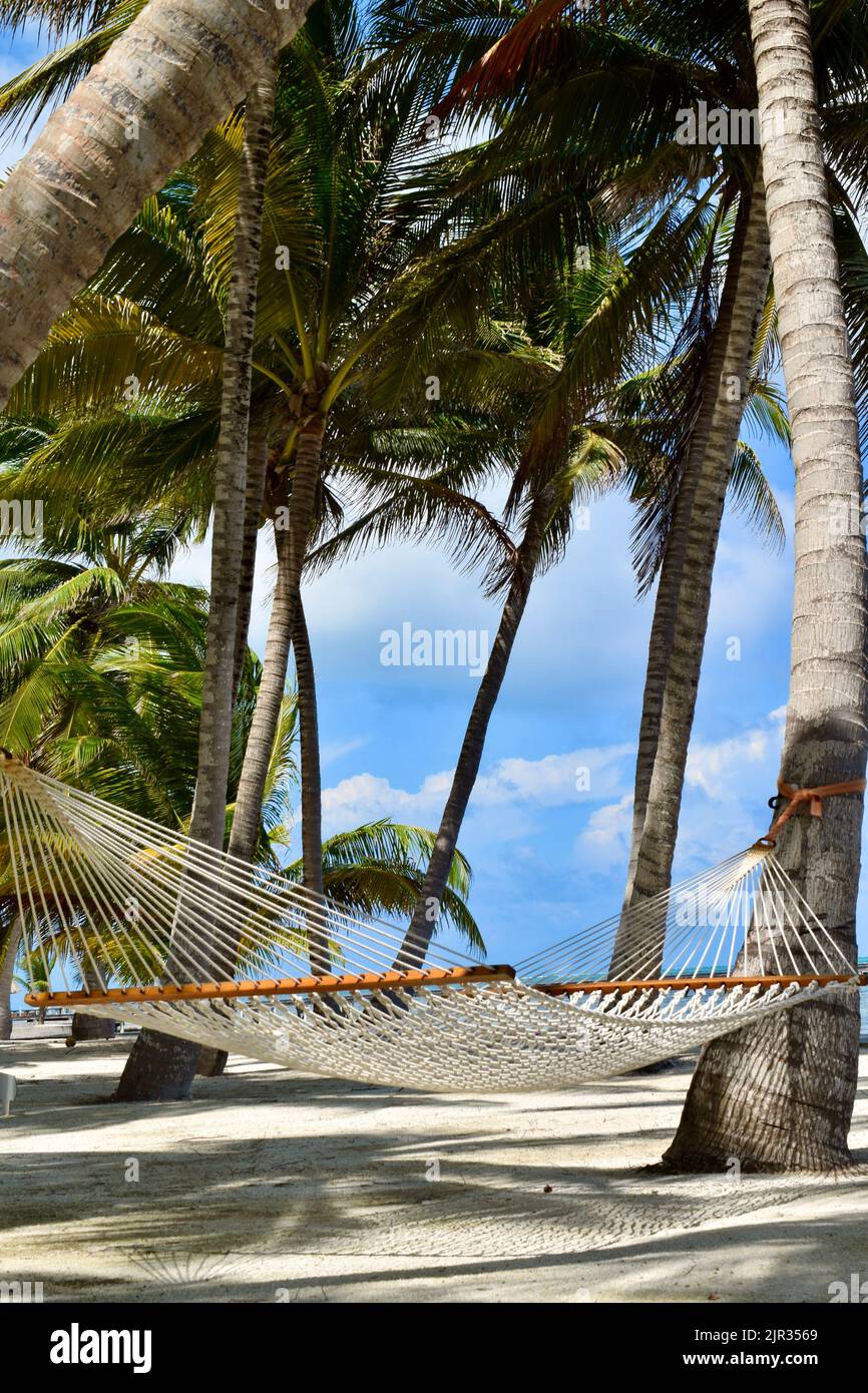 A tropical vacation scene of a white hammock between two palm trees, on a white sand beach, on ...