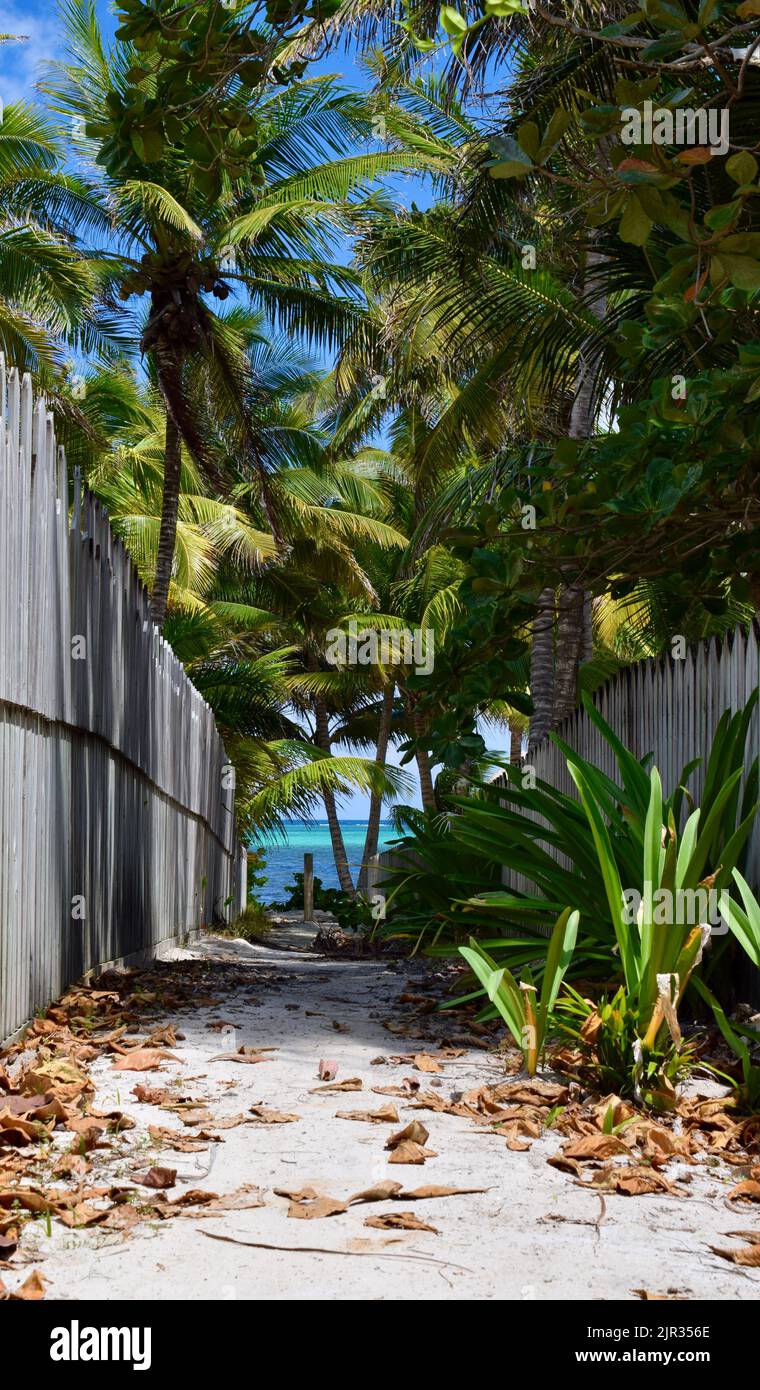 A vertical shot of a tropical alleyway to the beach, lined by palm ...