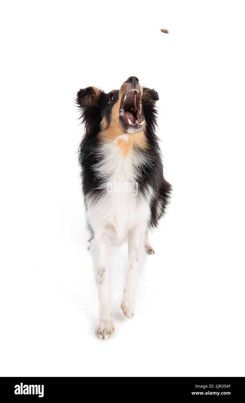 Catching dog Cut Out Stock Images & Pictures - Alamy