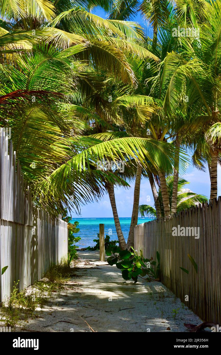 A scenic path to the beach, full of tropical vibes, with palm trees and ...