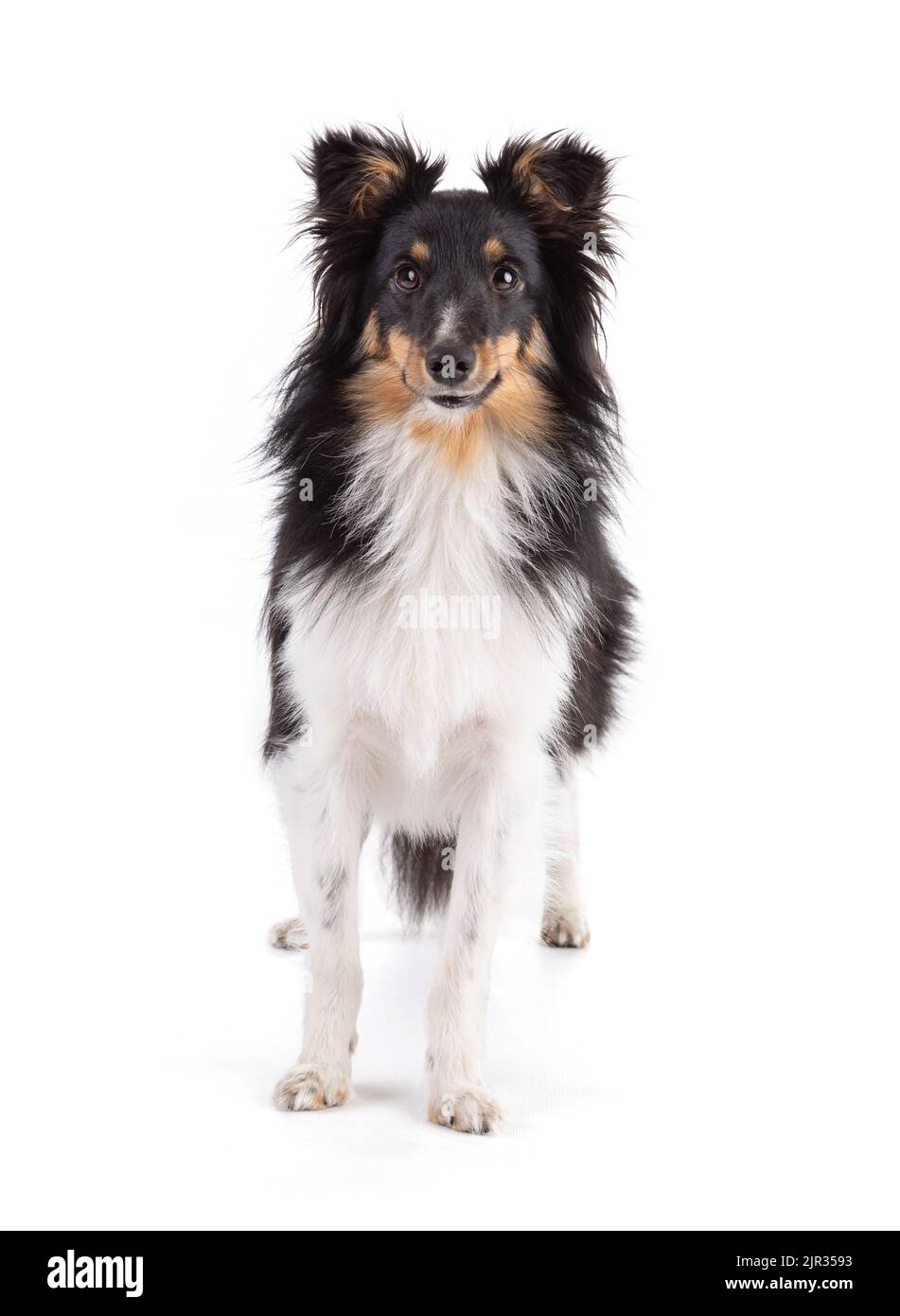 Black sheepdog standing on Cut Out Stock Images & Pictures - Alamy