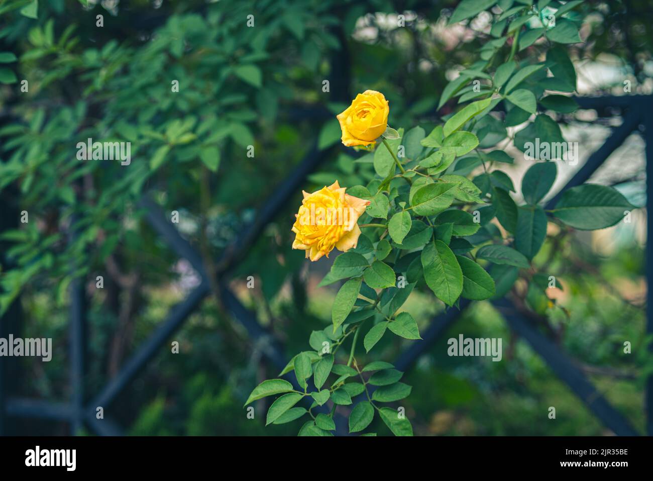 Yellow roses water hi-res stock photography and images - Alamy