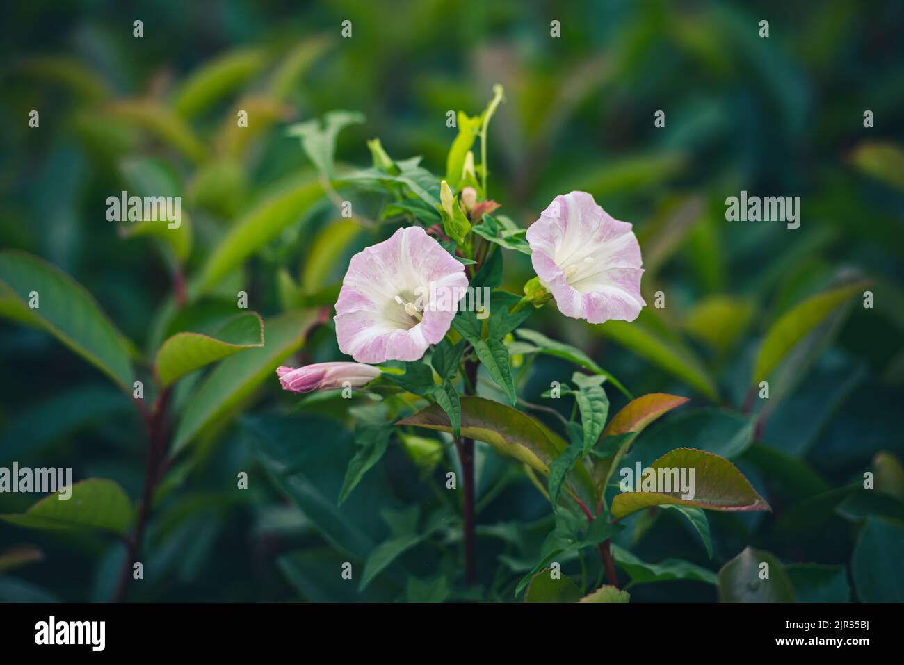 Rose morning glory hi-res stock photography and images - Alamy
