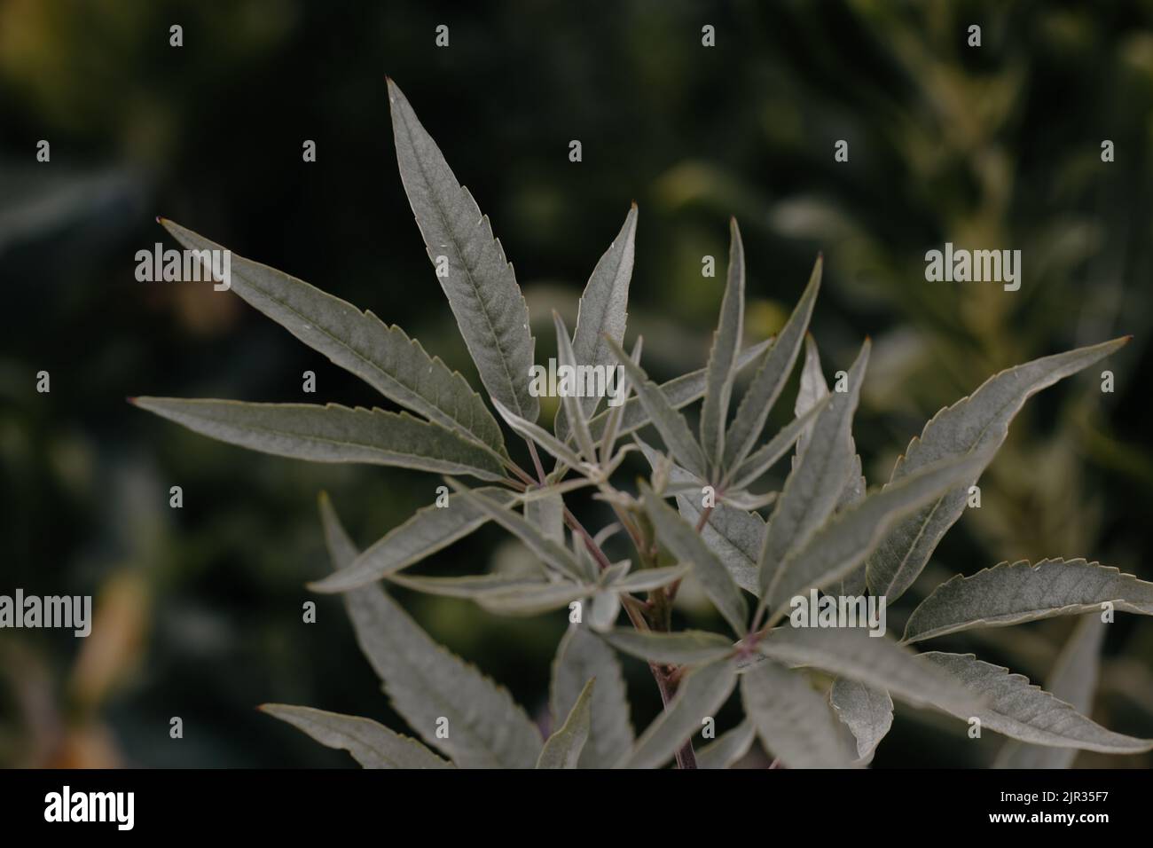 Hemp leaf stem, marijuana leaves on natural dark background. Cannabis ...