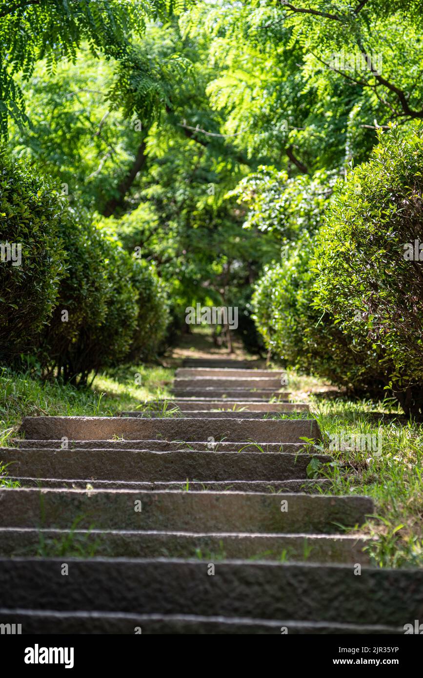 Mystical stairs in the forest, ascent into the unknown area Stock Photo ...