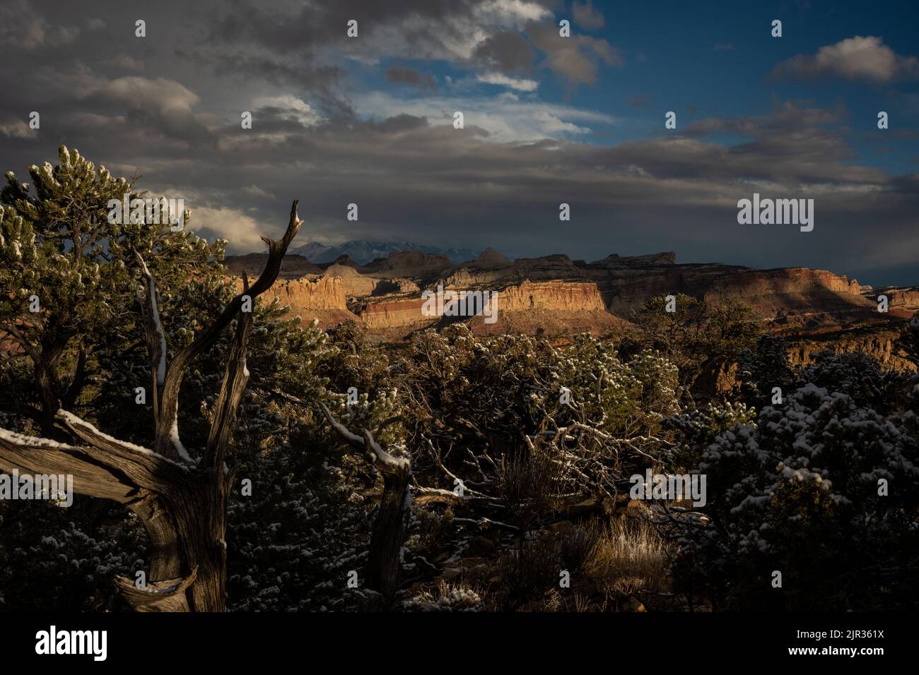 Thin Layer of Snow Covers Bushes In Capitol Reef National Park Stock ...