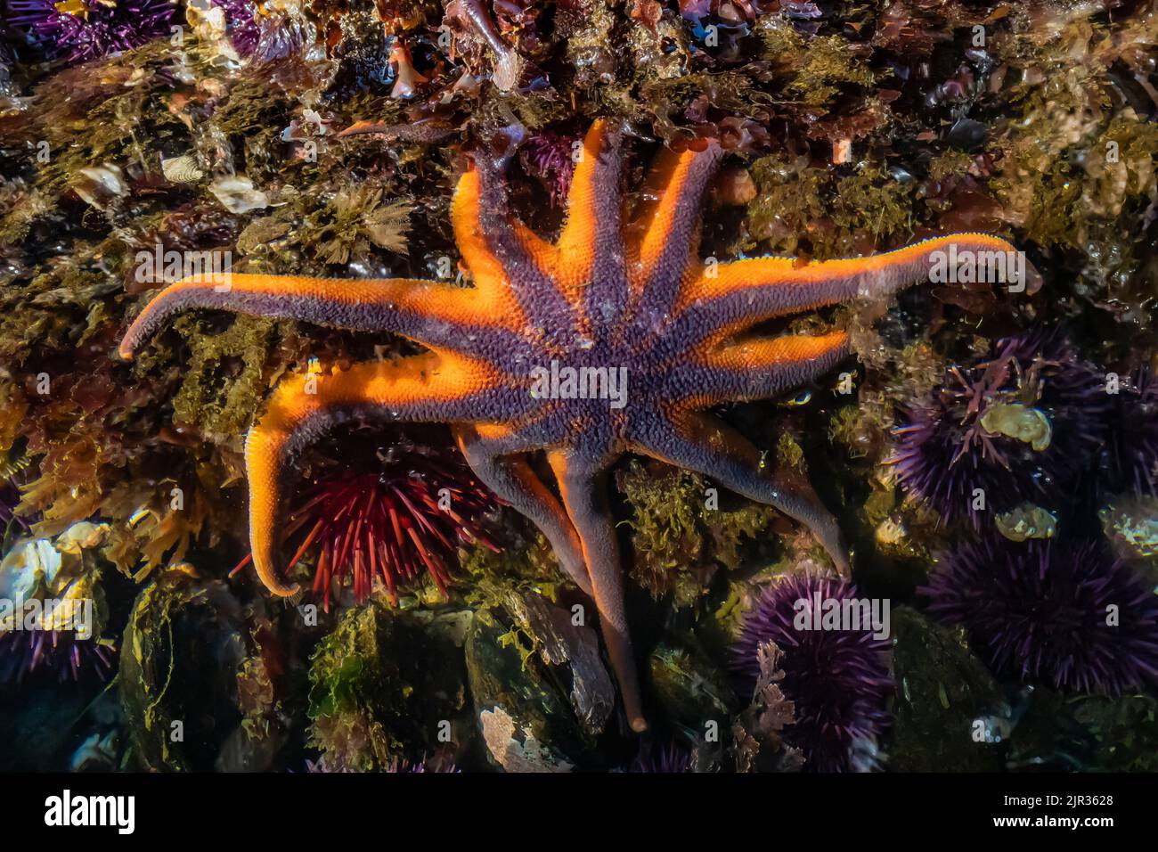 Stimpsons sunstar hi-res stock photography and images - Alamy