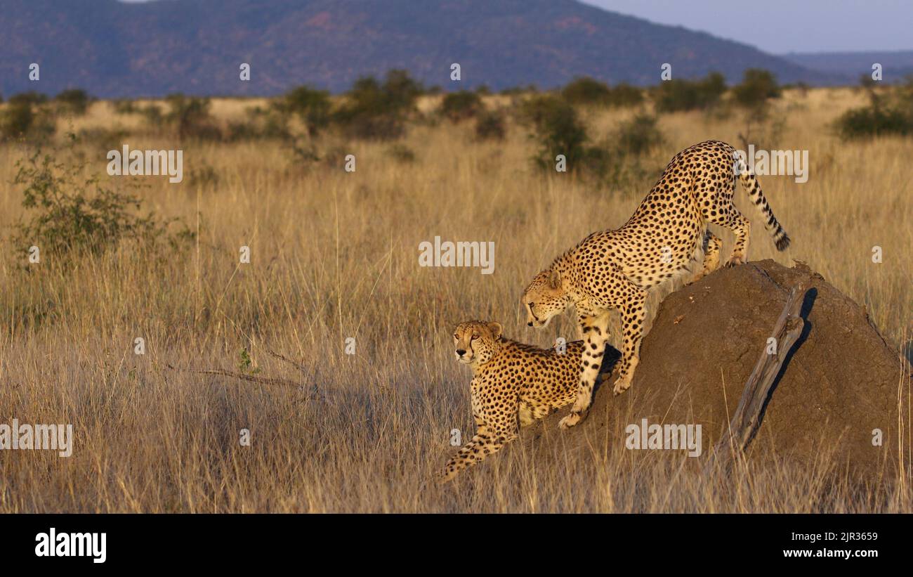 Cheetahs climbing hi-res stock photography and images - Alamy
