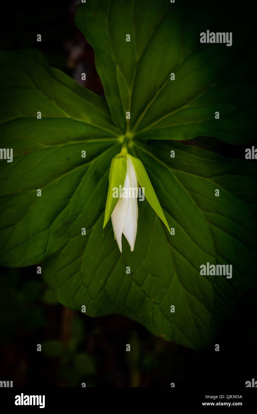 Trillium Bloom Starting to Open Over Big Leaves macro photo Stock Photo ...
