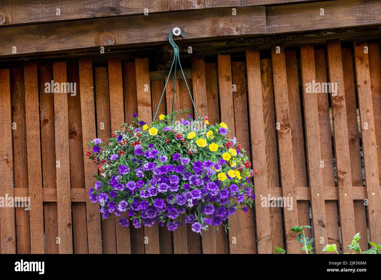 Yellow flowers and old wall hi-res stock photography and images - Alamy