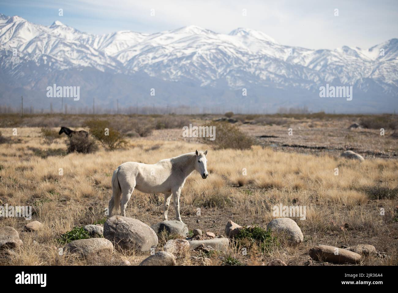 A white mustang horse standing on a field with scenic snow-capped ...