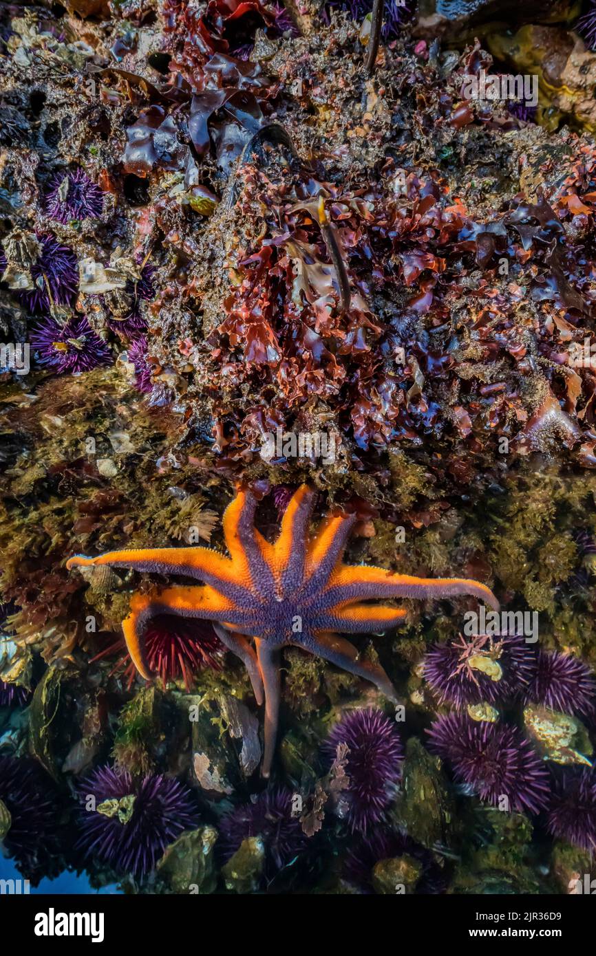 Striped Sunstar, Solaster stimpsoni, on rock exposed at low tide ...