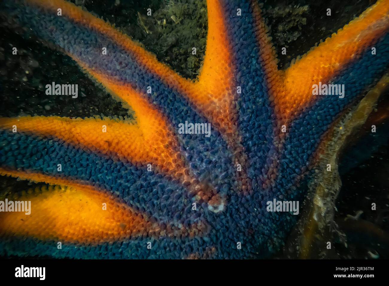 Striped Sunstar, Solaster stimpsoni, on rock exposed at low tide, Tongue Point in Salt Creek ...