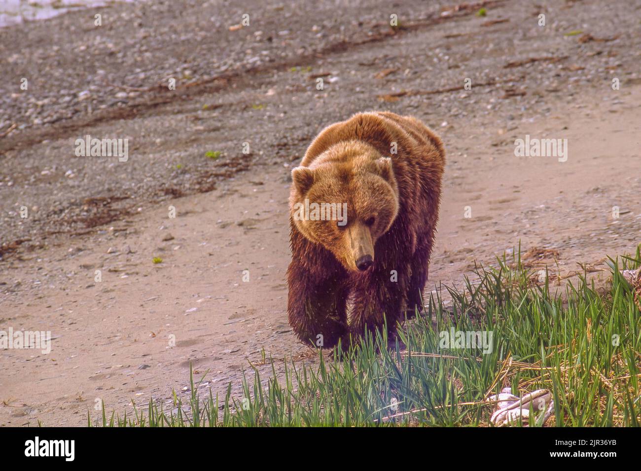 Grizzly bear (brown bear), McNeil River State Game Sanctuary, Kamishak ...