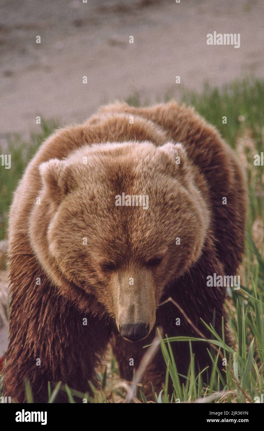 Grizzly bear (brown bear), McNeil River State Game Sanctuary, Kamishak ...