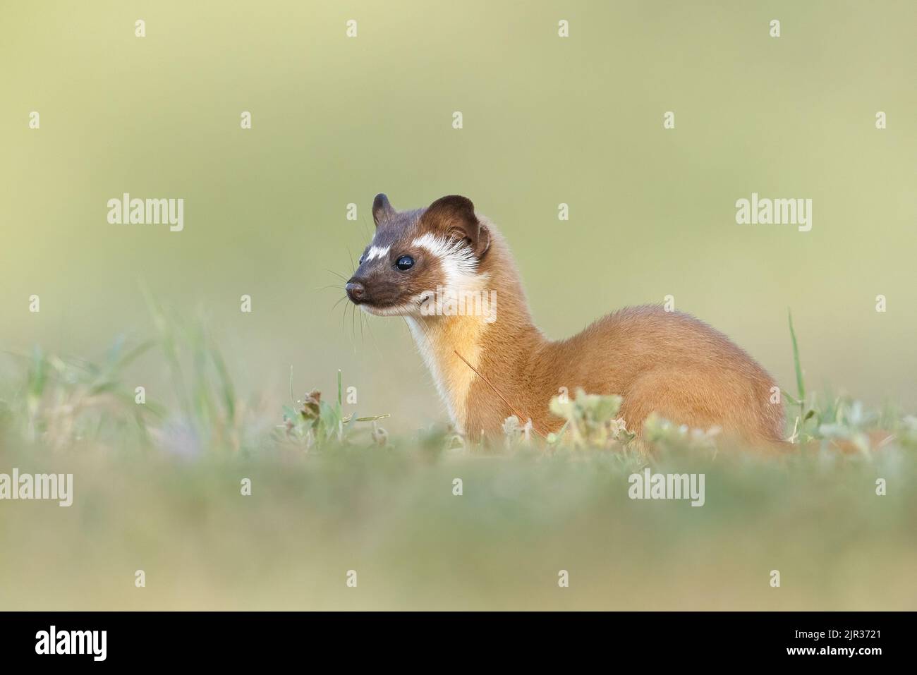 An adorable Long tailed weasel (Neogale frenata) in a natural area ...