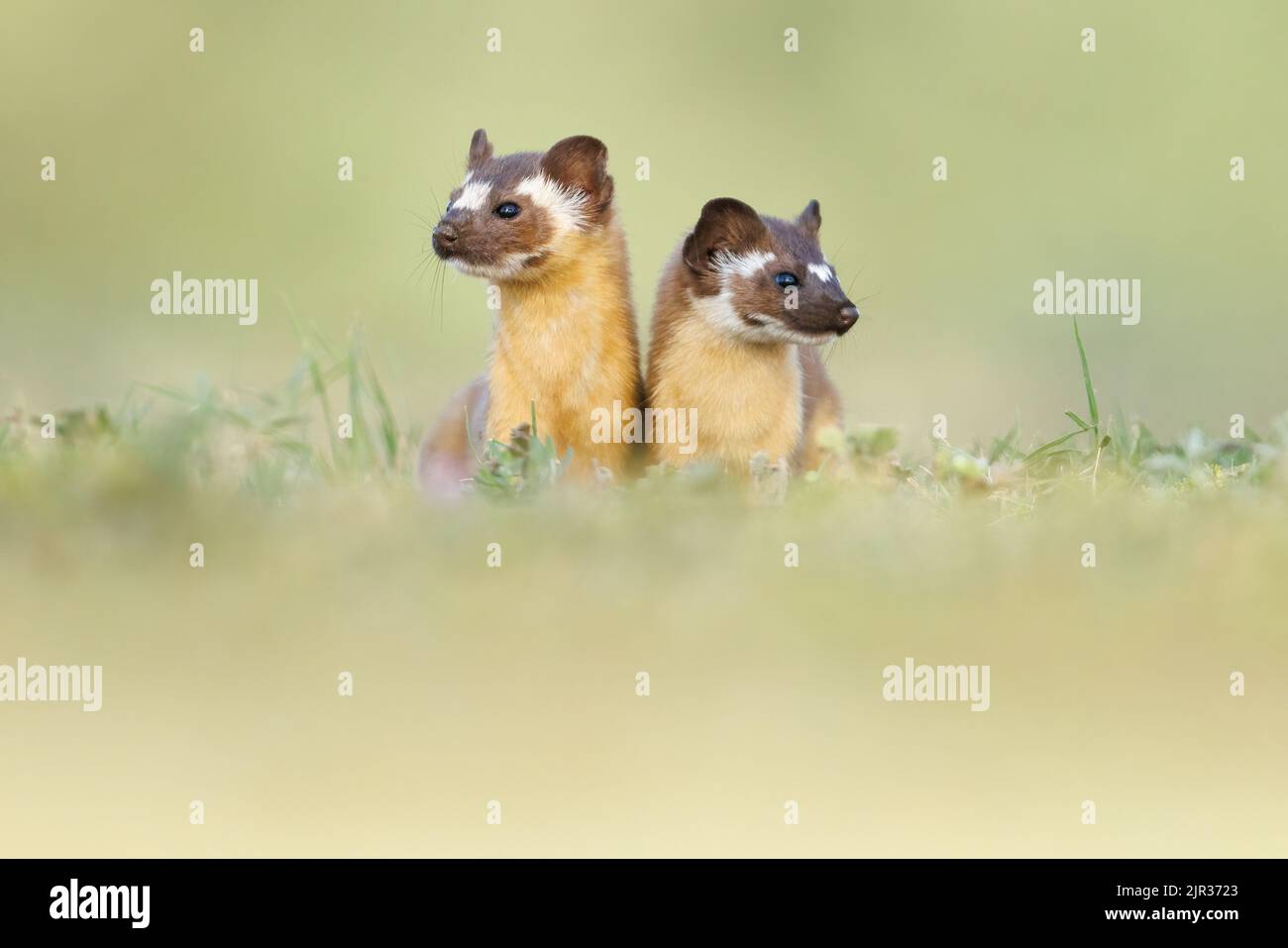 Long tailed weasel in hi-res stock photography and images - Alamy