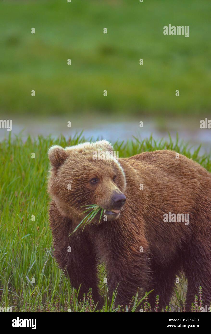 Grizzly (Brown) bear Ursus arctos. McNeil River Alaska. Eating grass ...