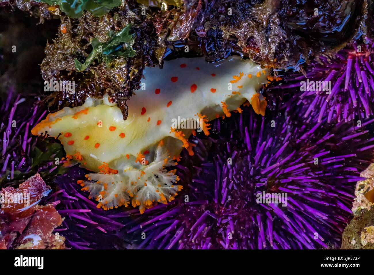 Clown Dorid, Triopha catalinae, with Purple Sea Urchins at Tongue Point ...