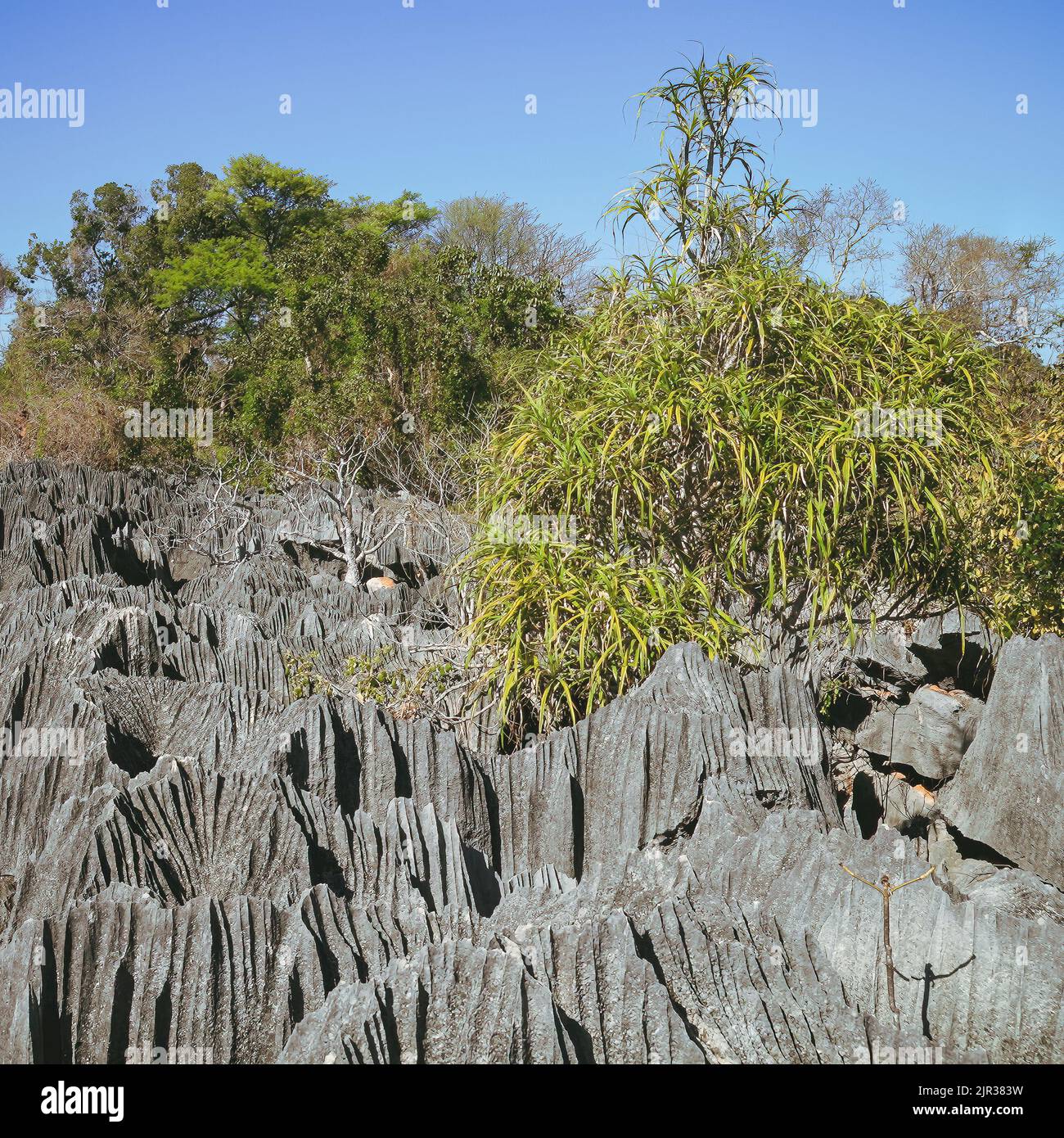 Tsingy of the Bemaraha, Madagascar, Africa Stock Photo - Alamy