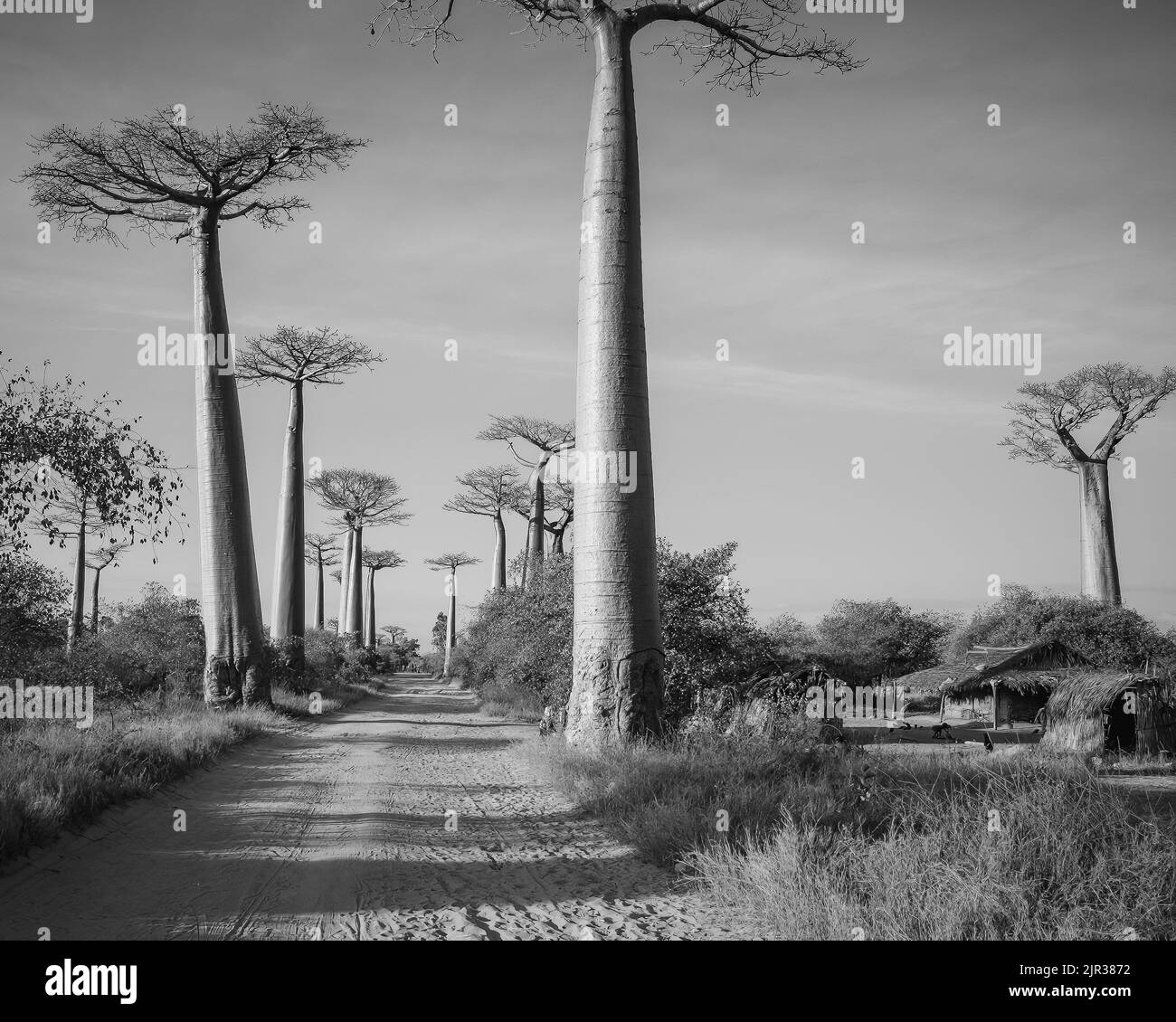 Baobab trees near Morondava, Madagascar, Africa Stock Photo - Alamy