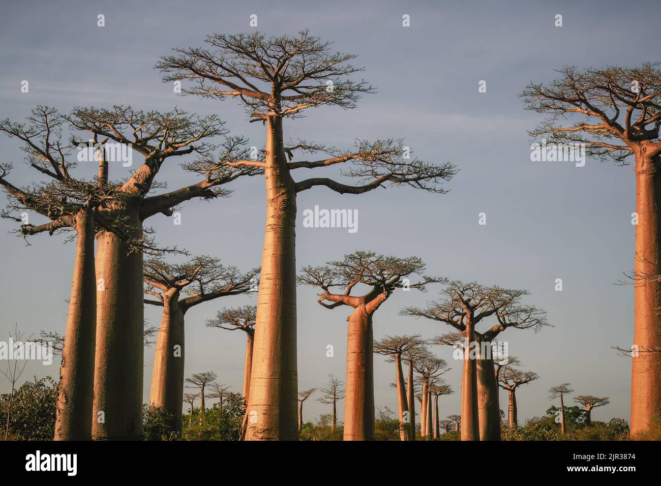 Mozambique baobab tree hi-res stock photography and images - Alamy
