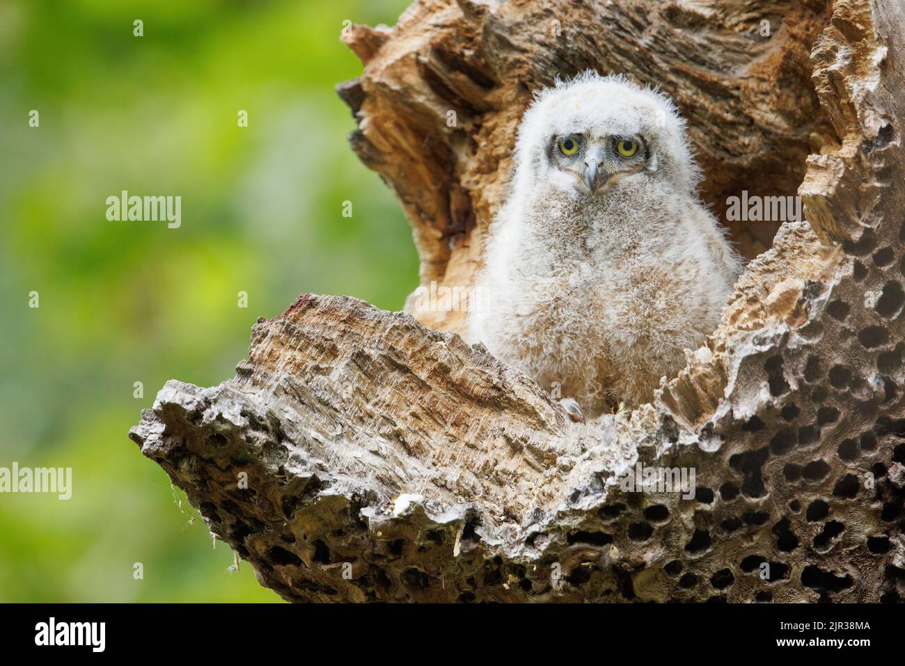 An interesting-looking great horned owl (Bubo virginianus) inside a ...