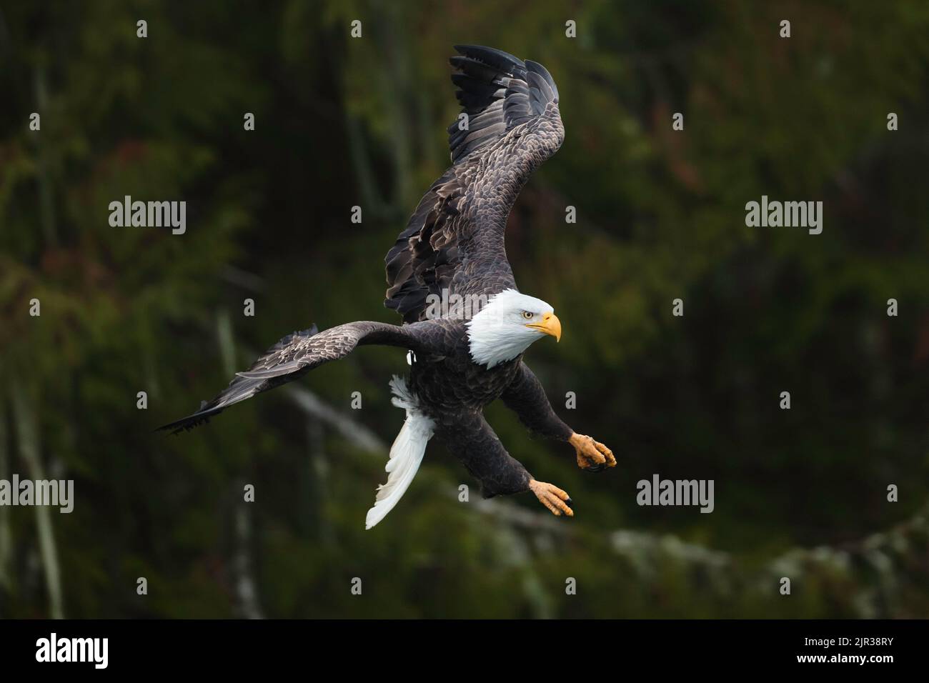 A giant Bald Eagle (Haliaeetus leucocephalus) flying with its legs and ...
