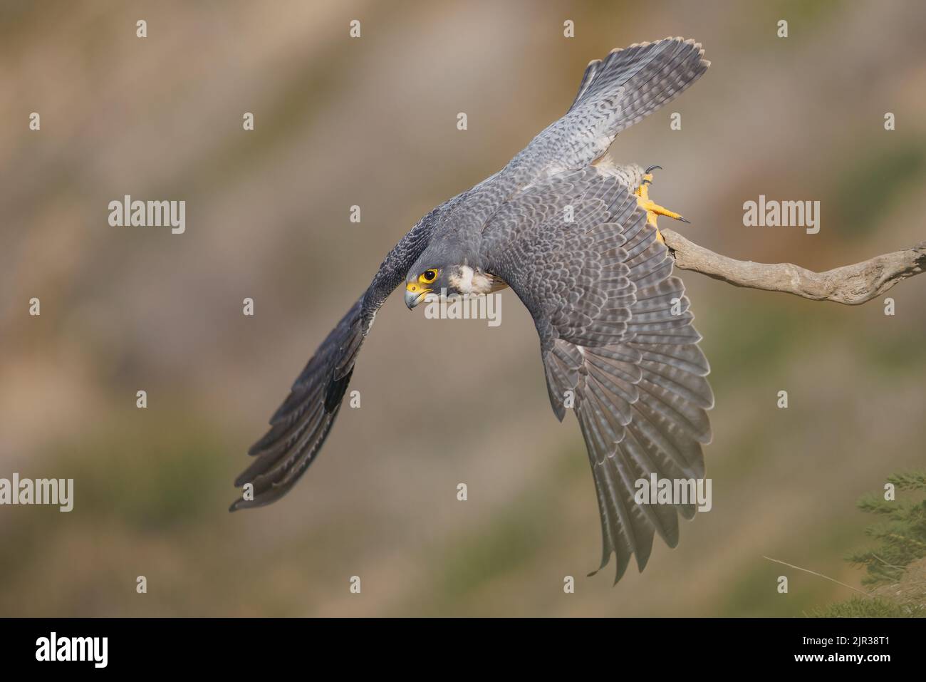 An adorable peregrine falcon (Falco peregrinus) on a brown background ...