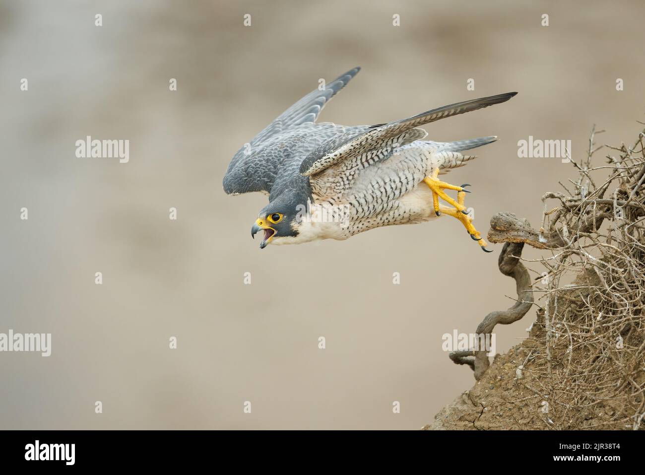 An adorable peregrine falcon (Falco peregrinus) standing on a tree ...