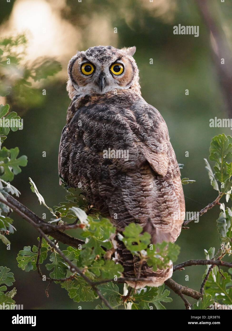 An interesting-looking great-horned owl (Bubo virginianus) standing on ...