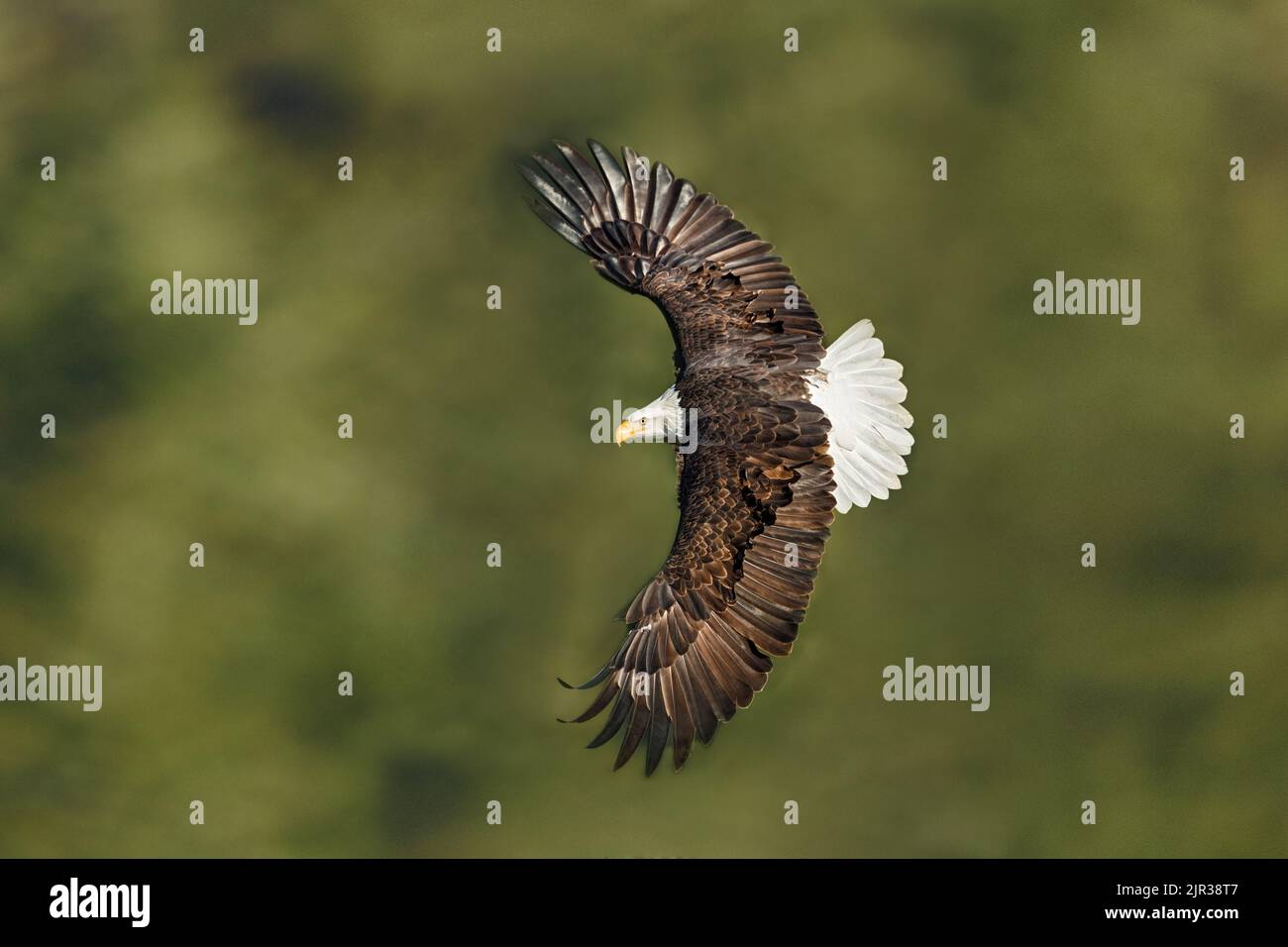 A giant Bald Eagle (Haliaeetus leucocephalus) flying with its legs and ...