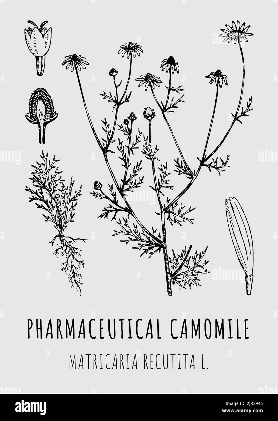 Matricaria recutita Stock Vector Images - Alamy