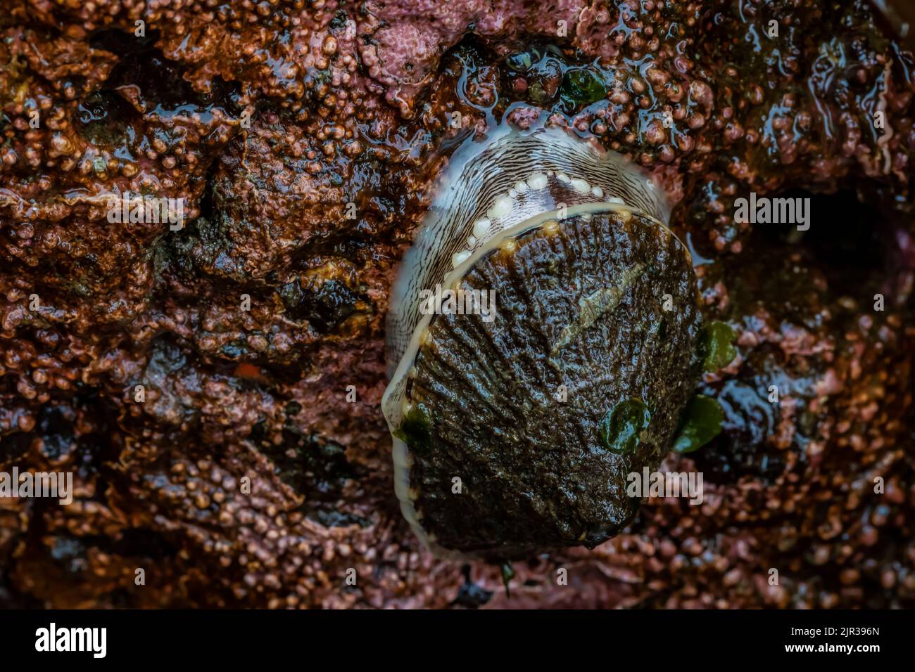 Cone shaped shell hi-res stock photography and images - Alamy
