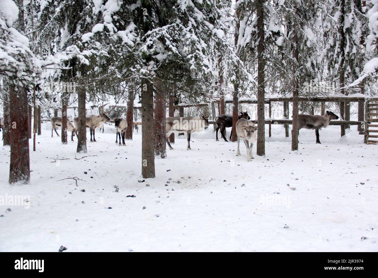 The reindeers in the snowy forest in Lapland Stock Photo - Alamy