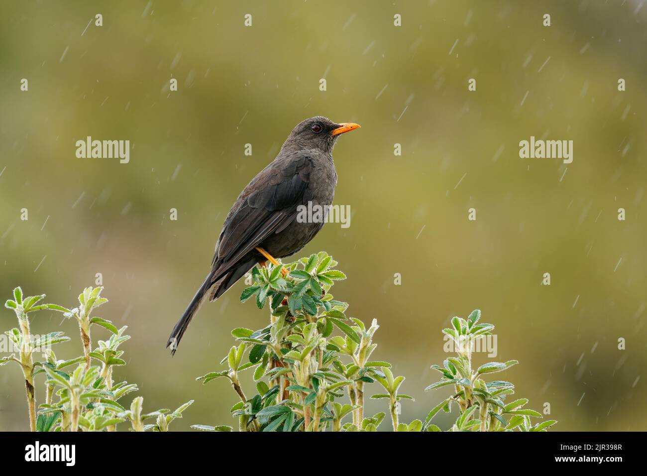 Magnificent tropical forests and mountains hi-res stock photography and ...