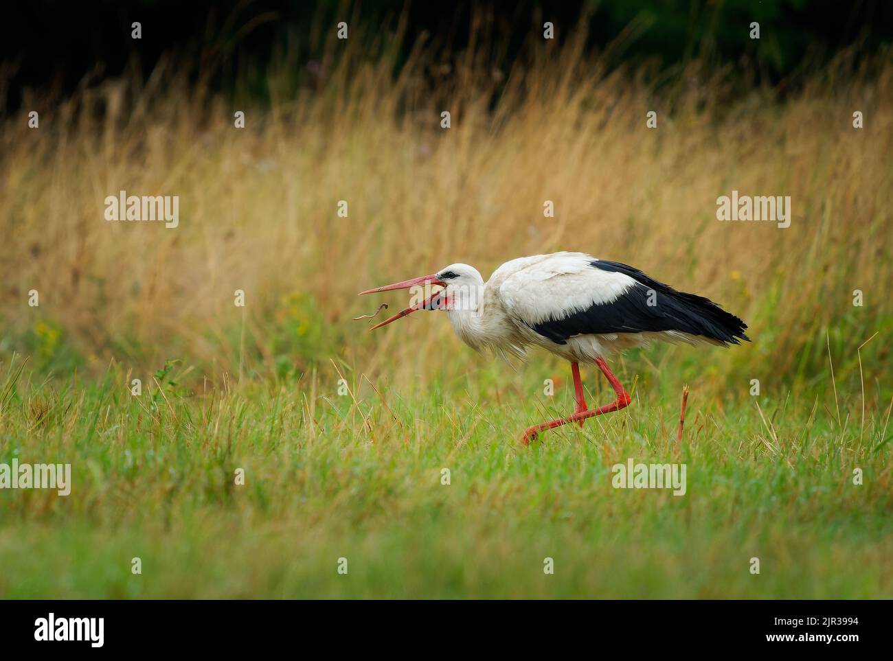 White Stork - Ciconia ciconia on the summer field in Europe searching ...